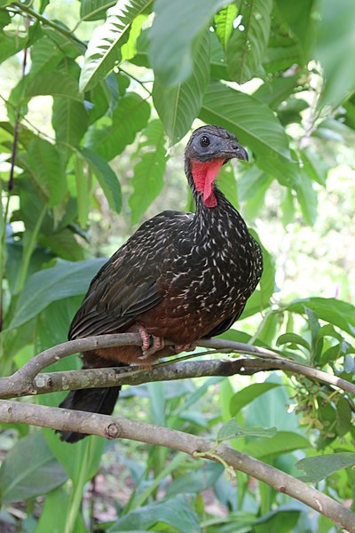 FAUNA DEL MES|CIBIOMA