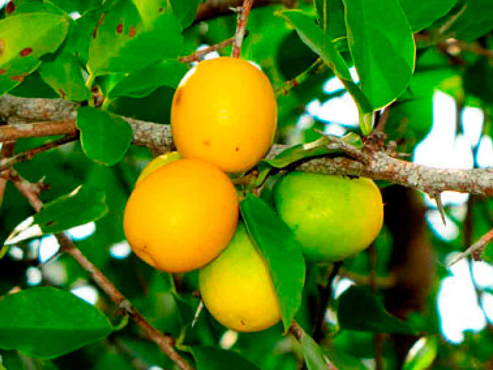 PLANTA DEL MES|CIBIOMA