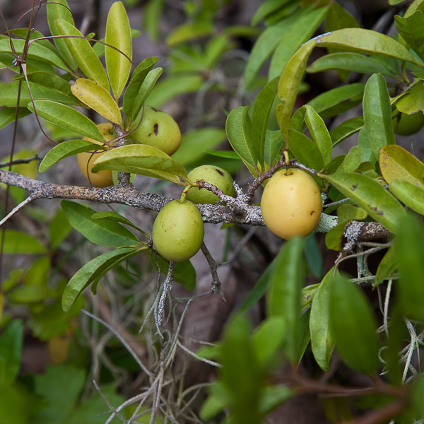 PLANTA DEL MES|CIBIOMA
