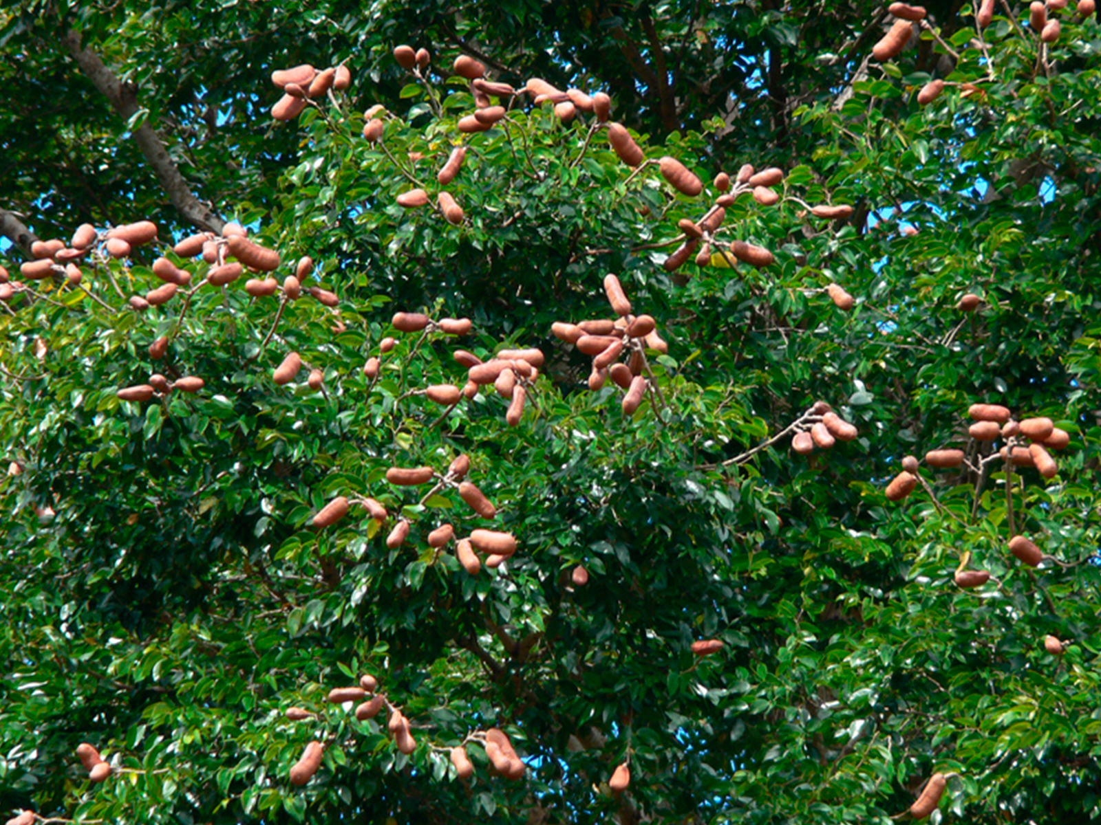 PLANTA DEL MES|CIBIOMA
