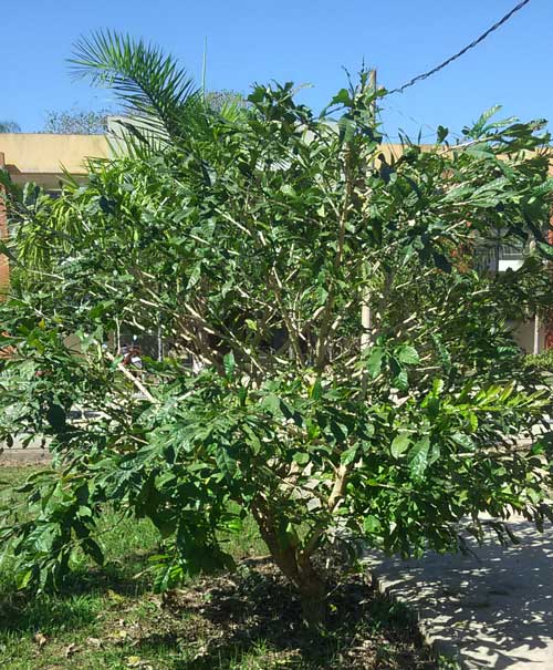 PLANTA DEL MES|CIBIOMA